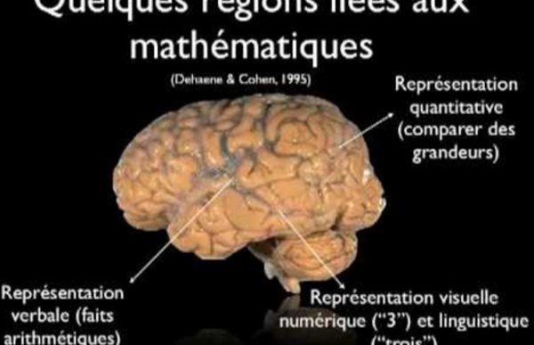 Comprendre Le Fonctionnement Du Cerveau Pour Mieux Enseigner Pearltrees