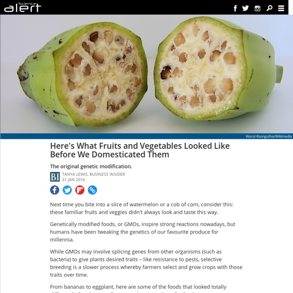 Heres What Fruits And Vegetables Looked Like Before We Domesticated